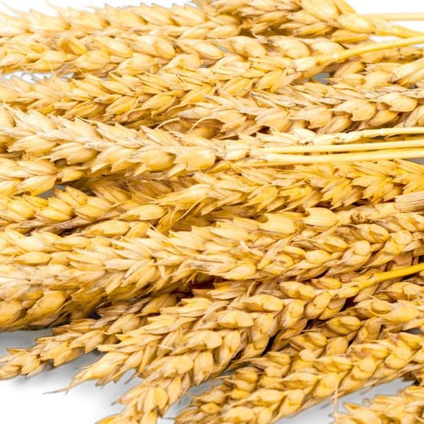 Wheat Digital Art Bundle | 30 Watercolor Botanical Elements | Boho ...