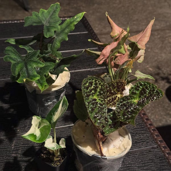 Begonia Tiger Paws 4" Terrarium Plant Eyelash Rhizomatous - Etsy