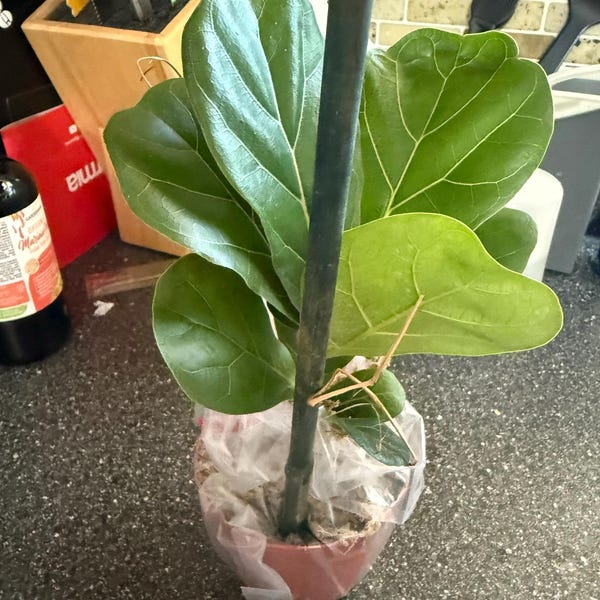 Mican Philodendron Velvet Leaf Philo Indoor & Outdoor Live Tropical ...