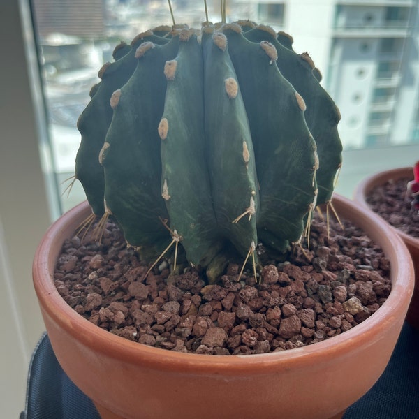 Rare Ferocactus Glaucescens Inermis Cactus, Spineless Live Plant (3 ...