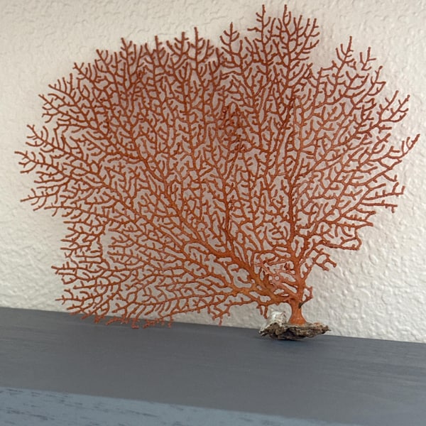 Sea Fan - Huge Natural Red Sea Fan 18"-20" and 20"+ - REAL, Coastal ...