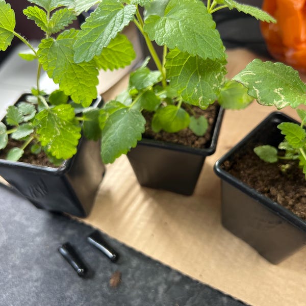 Asparagus Live Plants in 7cm Pots Ready to Plant Out! (connovers ...