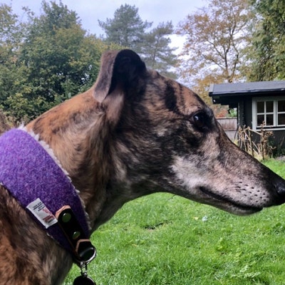 Hound Collar in Harris Tweed. Lovely Soft Collar for Sight Hounds - Etsy