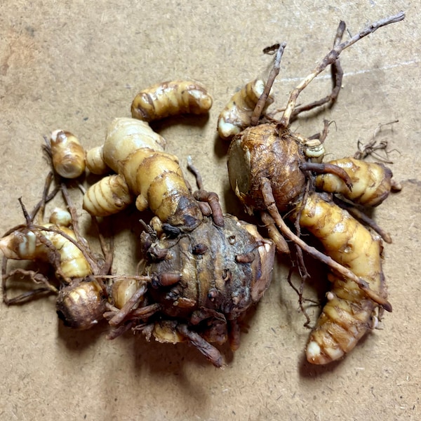 2 Rhizomes of Blue Turmeric. Curcuma Caesia. Freshly Harvested, Easy to ...