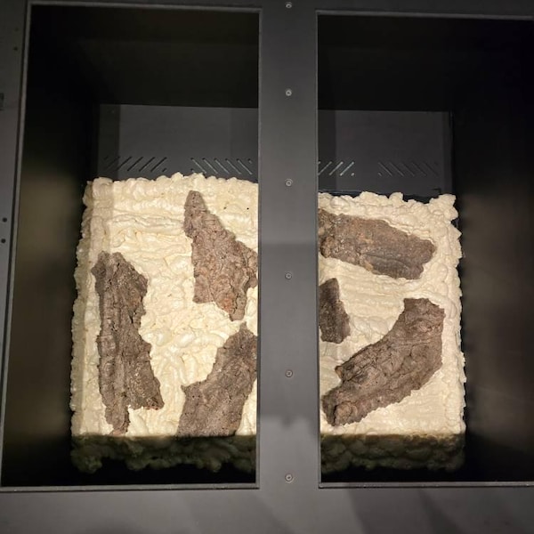 Bulk Cork Bark Flats - Terrarium Vivarium Orchid Air Plant Mount ...
