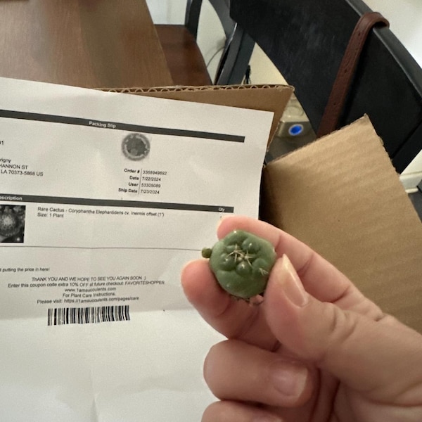 Rare Cactus - Coryphantha Elephantidens Cv. Inermis Offset (1”), Live ...