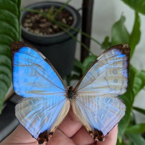 Morphidae Morpho Rhetenor Cacica Mounted Butterflies for Your Art ...