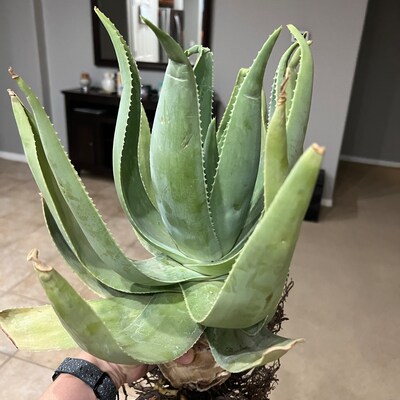 Aloe Striata, Ghost Aloe, Aloe, Cactus, Succulent, Live Plant - Etsy