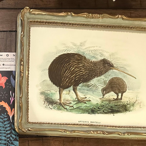 Kiwi Bird Art Print, New Zealand Wildlife Illustration, Antique Animal ...