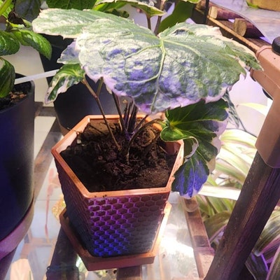 Medium 6 Wide Curvy Planter With Drainage in Multiple Colors Modern 3D ...