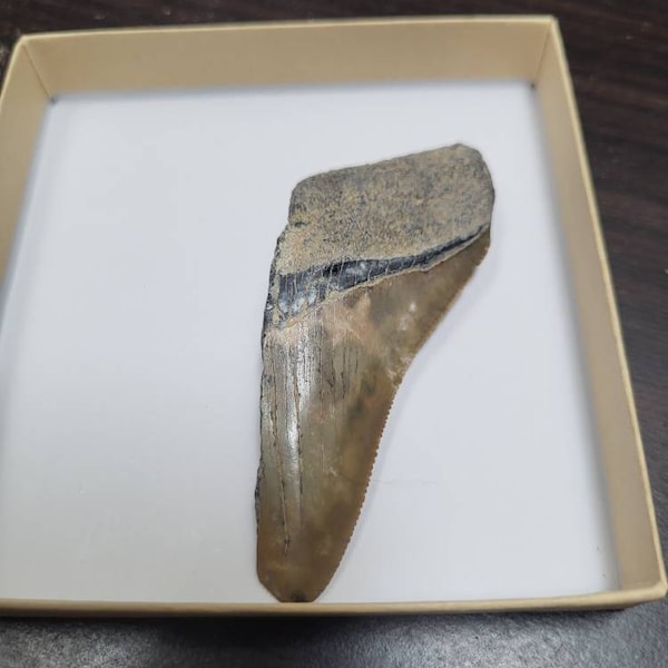 Large Cluster of Fossil Worm Snails - Rare - Etsy