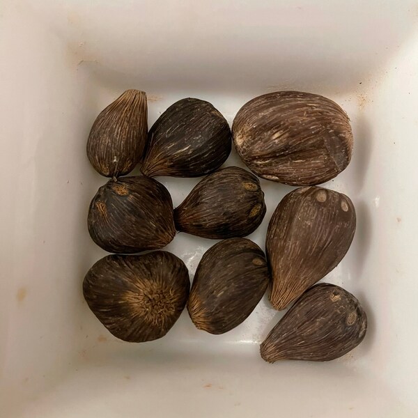 Quadruple Action Olugbohun (power Horn) - Etsy