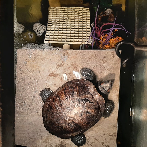 Tank Topper Turtle Dock Sits on Top of Your Aquarium and Fits 18-19 ...