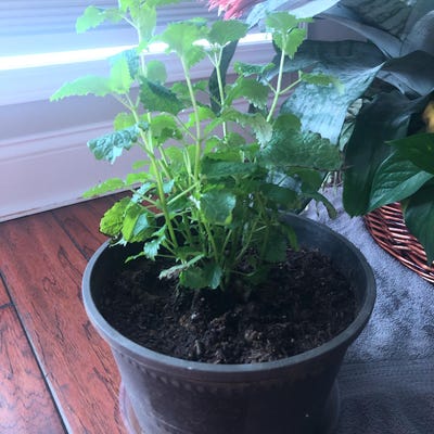 Fresh Whole Burdock Root, Gobo Root - Etsy