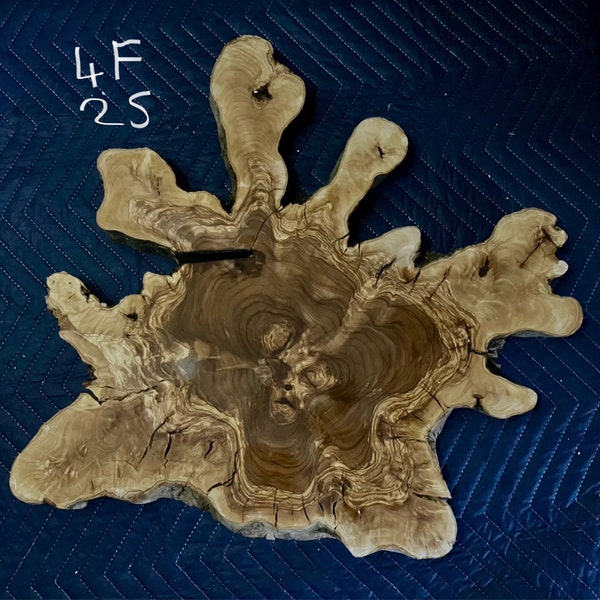 Large Olive Tree Root Sheet , Live Edge Root Slice With Which You Can ...