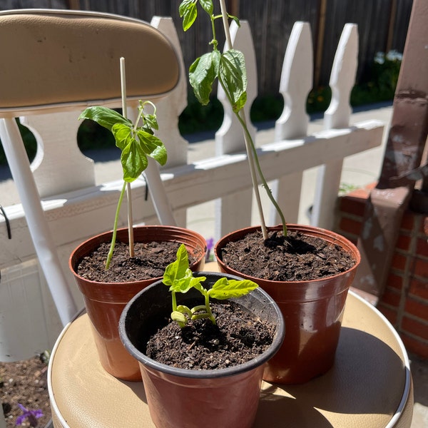 A Bay Leaf Tree Starter in a 3 Pot / 8 10 High - Etsy