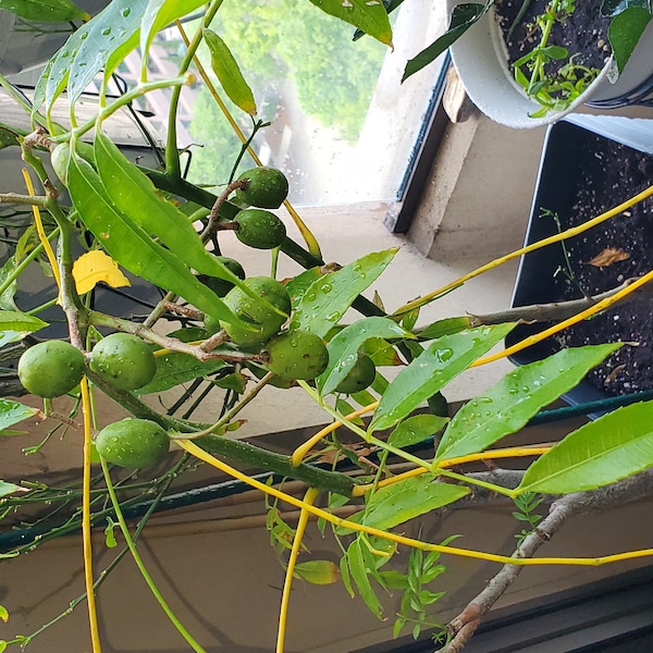 June Plum Dwarf, Ambarella Fruits, Jewel Plums in 10" Pot, Kedondong ...