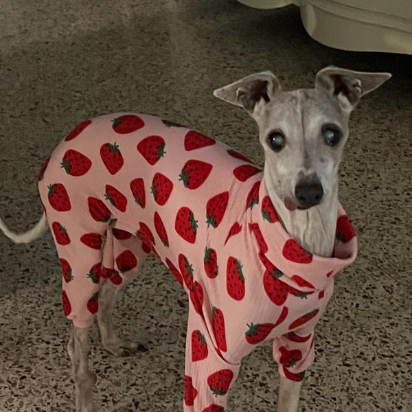 Italian Greyhound Rib Knit Pjs - Etsy