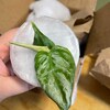 Philodendron Brandtianum Aff wild Form - Etsy