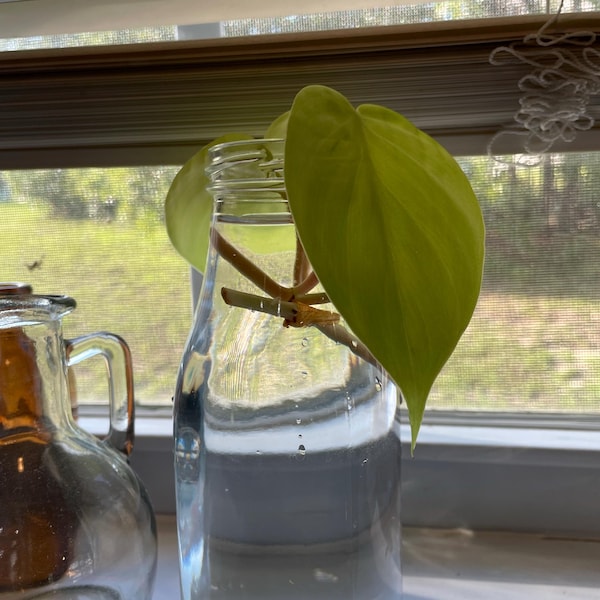 Lemon Lime Philo, Plant Cuttings for Propagation, Propagate Stems ...