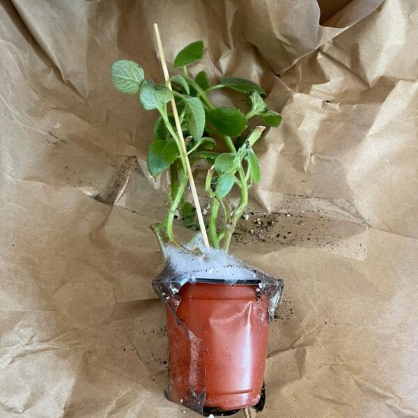 Green Mica and Pink Tourmaline Sphere With Great Color and Sparkle 55 ...