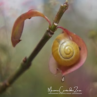 20 Magical Land Overlays, Photoshop Overlays, Transparent PNG, Clipping ...