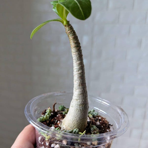 1 Grafted Double "purple Fire" Adenium /desert Rose Plant. 5-7 Inch ...