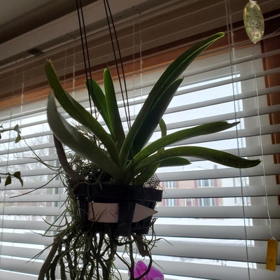 Live Orchid Vanda Flower Plant From Hawaii Exotic Blue/purple/pink/red ...