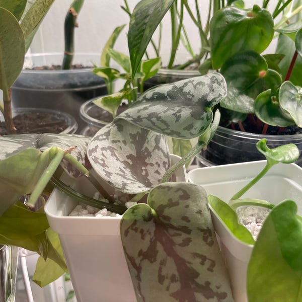 Silver Lady Scindapsus Pictus | Silver Satin Pothos | LIVE House Plant ...
