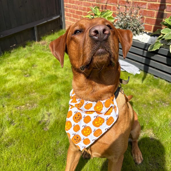 Arsenal Dog Bandana Football AFC Gunners Slide Collar Neckerchief - Etsy