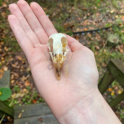 Pheasant Skull, Real Bone, Natural Material - Etsy