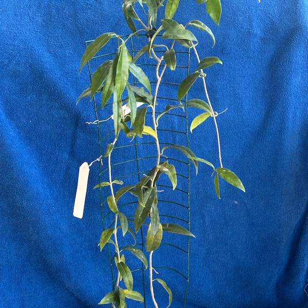 Hoya Multiflora Albomarginata (((((hoya-variegated)))) Phyto-cer:/// - Etsy