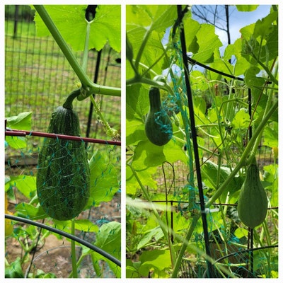 Mini Gourd heirloom Mix/ C.pepo Seed Mix: Fall Seed Mix, Gourd Seeds ...