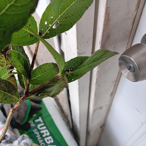 Ruby Red Weigela (weigela Rubrun) - Etsy