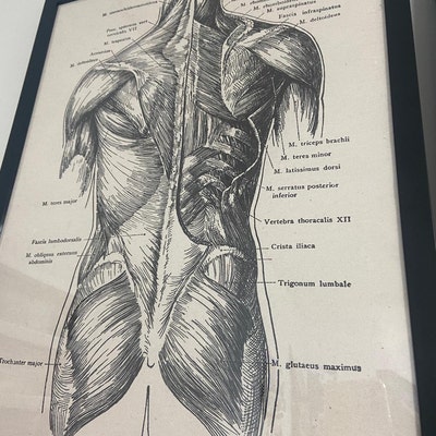 Human Anatomy Artworks Medical Wall Pictures Muscle Skeleton Vintage ...