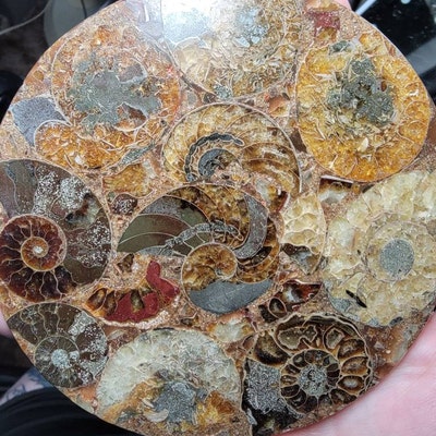 Natural Ammonite Fossil Shell Plate Disk Conch Collection , Rare ...
