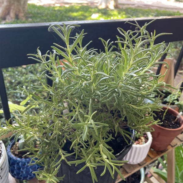 Snake Herb 1 Gallon Live Plant - Etsy