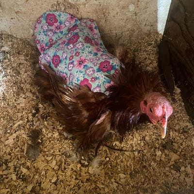 Chicken Diapers/ Hen Diapers/ Birds Diapers/rooster Diaper - Etsy