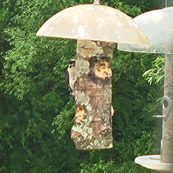 Gilwood Slot Box Bluebird House - Etsy