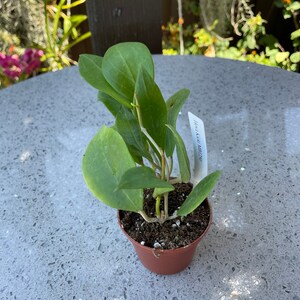 Hoya Kicki, Hoya Hybrid, Rooted Plant Shipped in 2.5 Pot. - Etsy