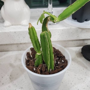 Neoraimondia Herzogianai baseball Bat Cactus 3.5 Inch Pot - Etsy