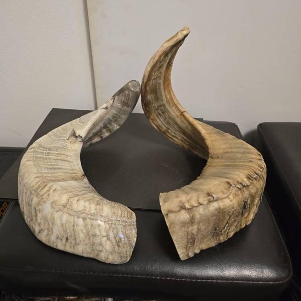 Real Oryx Horn - Genuine Gemsbok Horn Polished- Real Horns Antlers Arts ...
