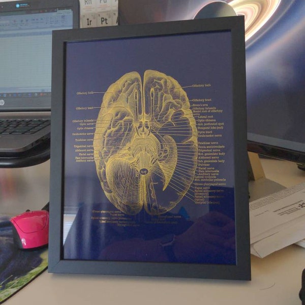 Brain Anatomy Print - Neuroscience Gift - Neurosurgeon Gift - Gold Foil ...