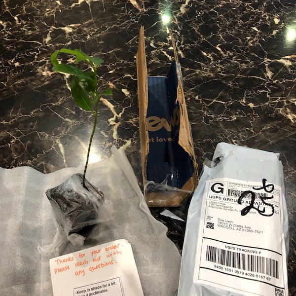 CHAYA Mayan Miracle Mexican Tree Spinach Organic Deeply Lobed Leaf ...