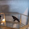 Handmade Miniature Ravens, Mini Set of 2 or 3 Halloween Crows, Style 1 ...