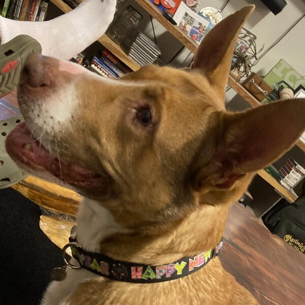 AGILITY Collar the Blues - Etsy