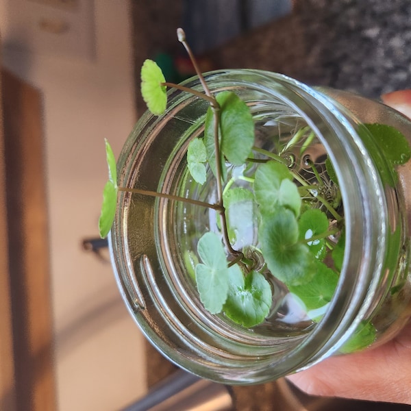 BUY 2 GET 1 FREE Brazillian Pennywort (hydrocotyle Sp)-easy Live ...