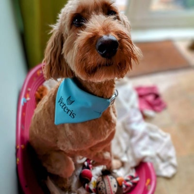 I Am Groot Guardians of the Galaxy Personalised Over the Collar Style ...