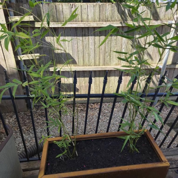 Bambusa “lady Finger” Clumping, Non-invasive Bamboo Plant – Large 1 ...