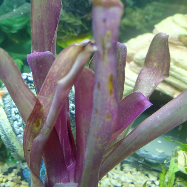 Neoregelia Fireball - Etsy